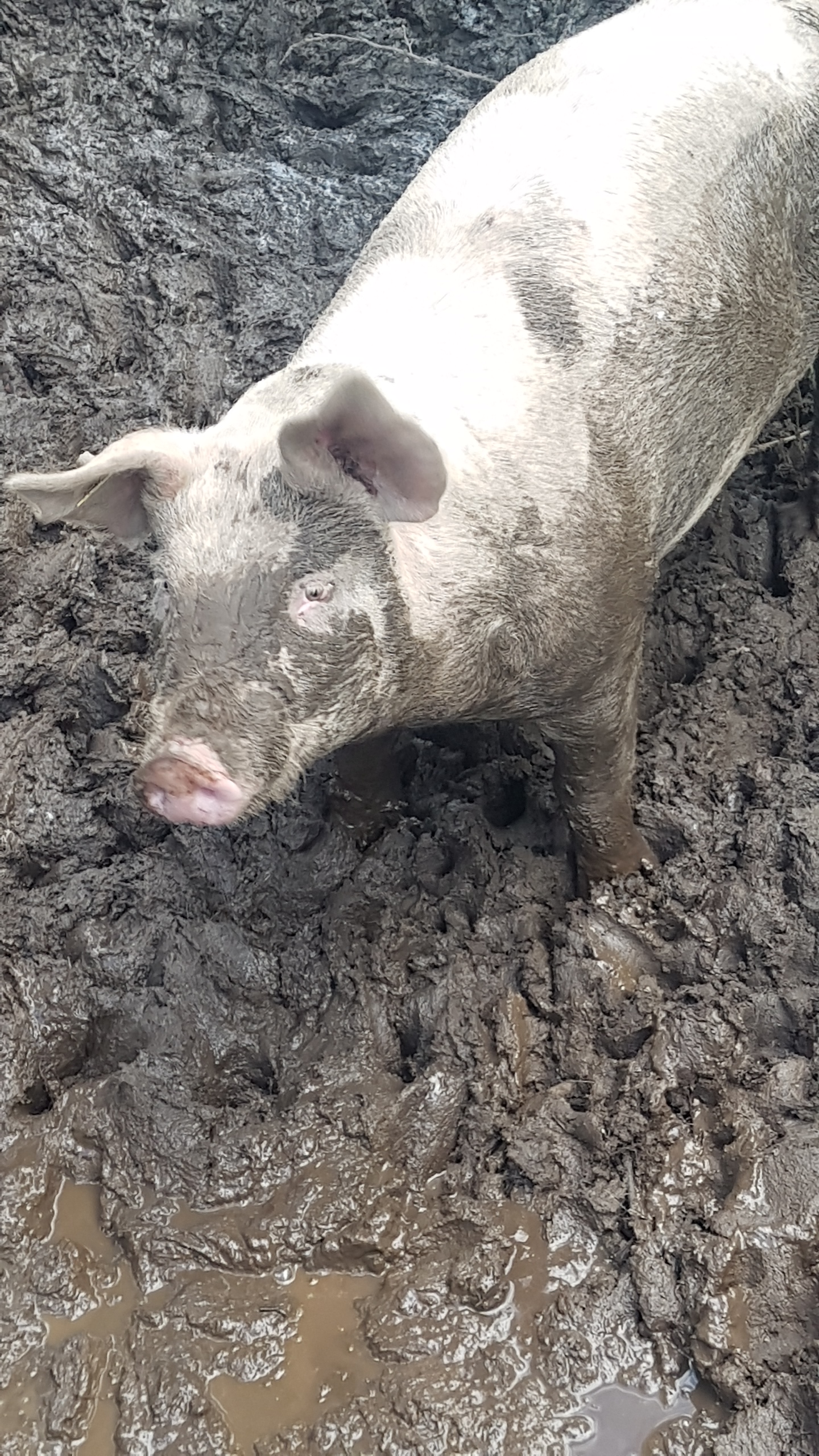 Project Pigs….Part Two – And Then I Jumped……